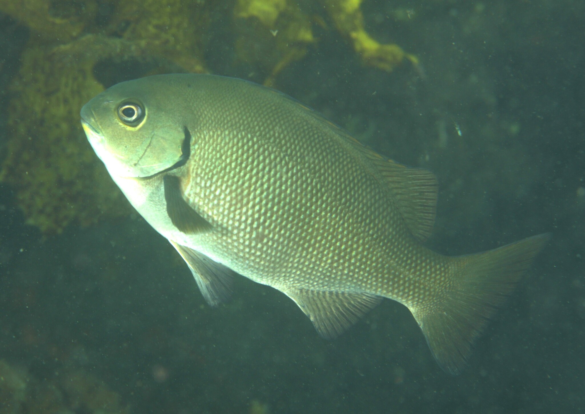 Girella elevata Macleay, 1881