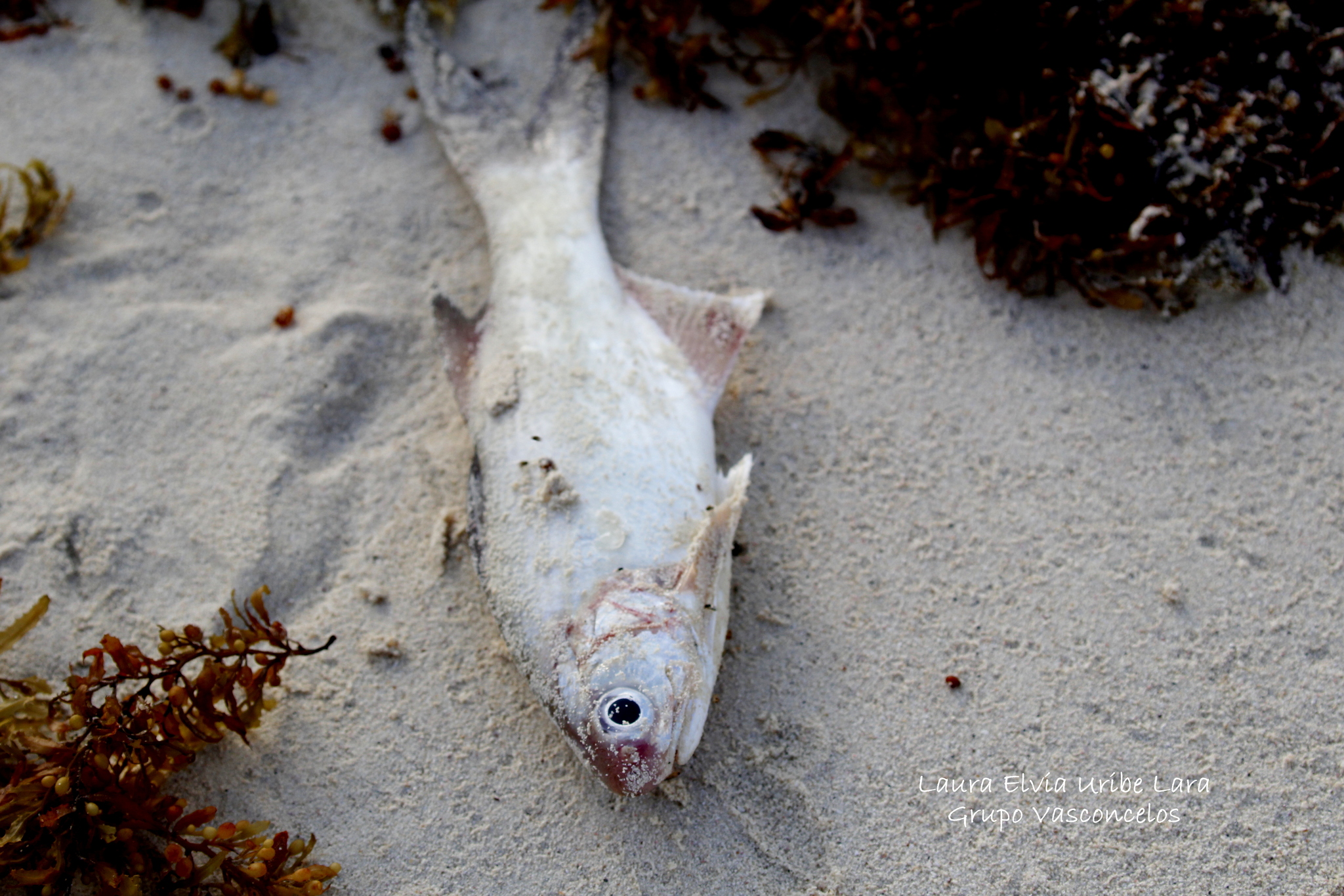 Polydactylus virginicus (Linnaeus, 1758)
