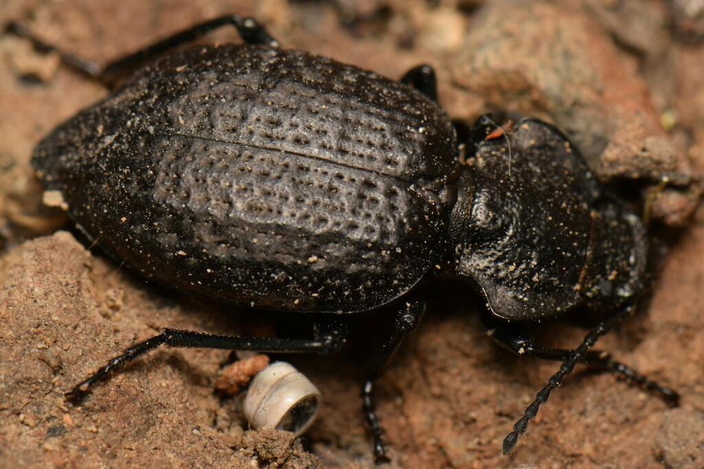 Adelium angulicolle from Seymour VIC 3660, Australia on February 18 ...