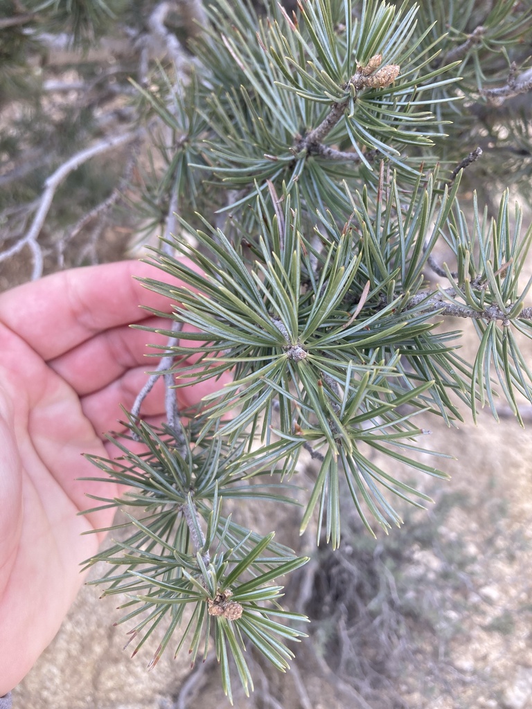 Parry pinyon from Jacumba Wilderness, Imperial, CA, US on February 18 ...
