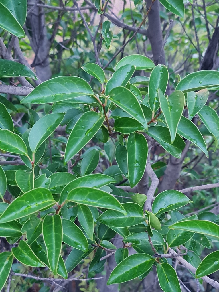 tree privet from Fochville, South Africa on February 18, 2023 at 06:47 ...