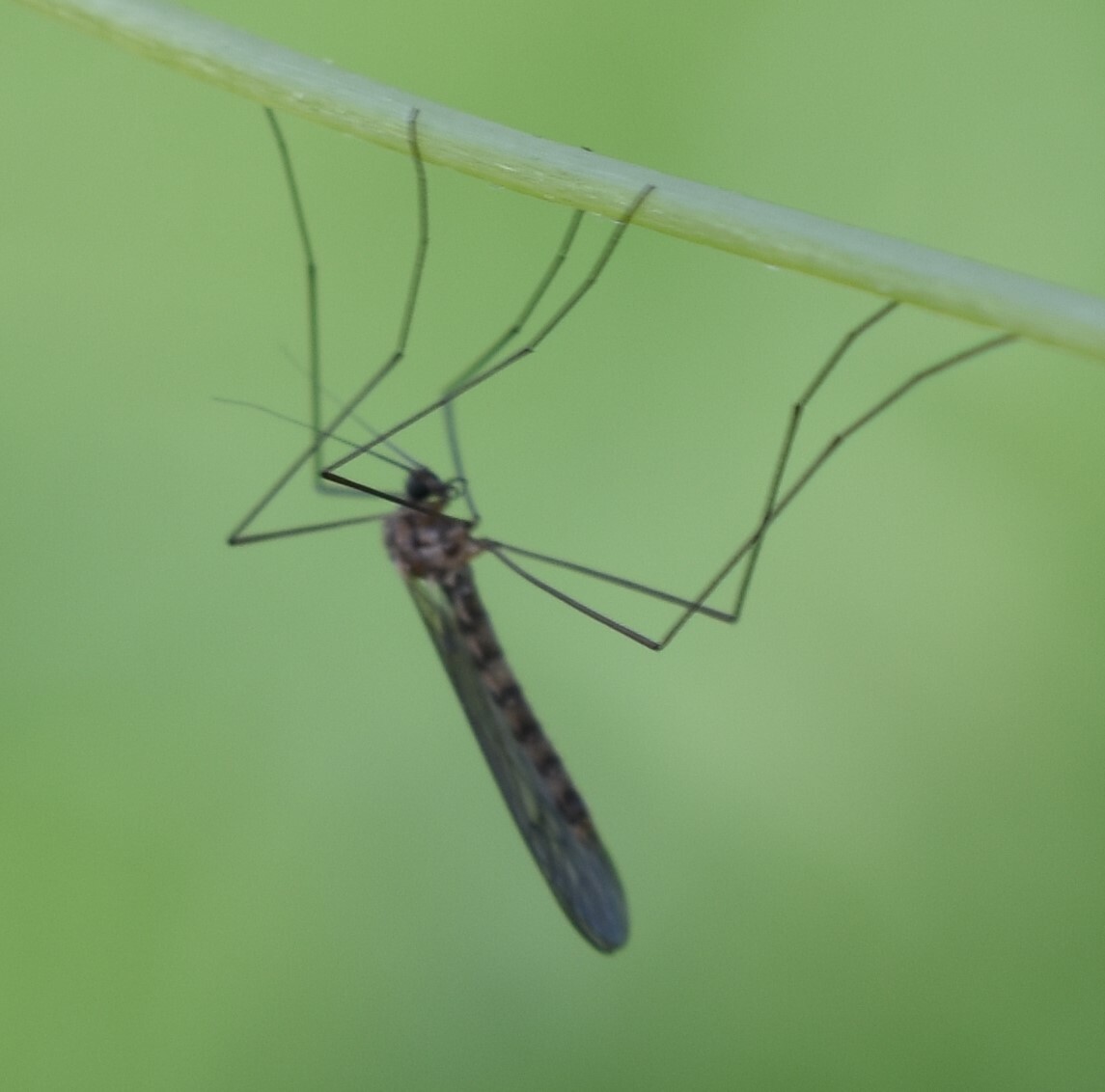 Trichoceridae