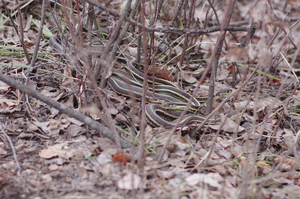 Red-sided Garter Snake in May 2019 by Nick Cairns · iNaturalist