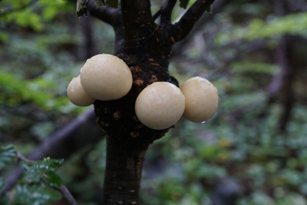 Darwin's fungus from Torres del Paine on March 11, 2022 at 11:31 AM by ...
