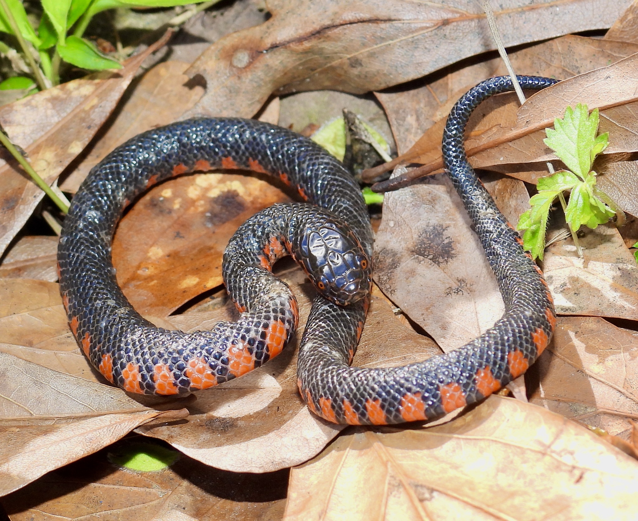 Farancia abacura (Holbrook, 1836)