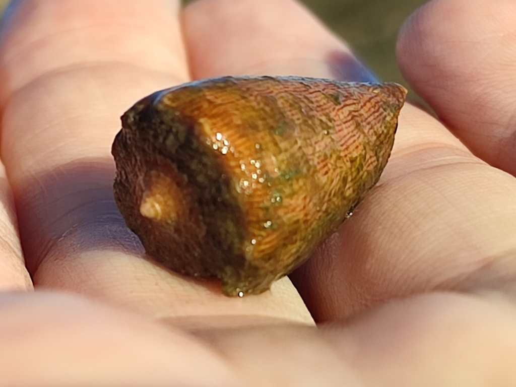 Prince Cone from Soná District, Panama on February 18, 2023 at 05:30 PM ...