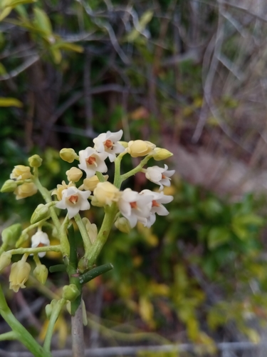 Rinorea arborea · iNaturalist