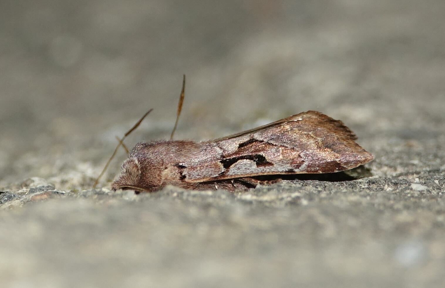 Orthosia gothica Linnaeus, 1758