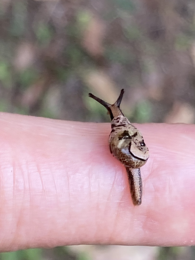 Iridescent Semi-Slug from Coomba Park, NSW, AU on February 19, 2023 at ...