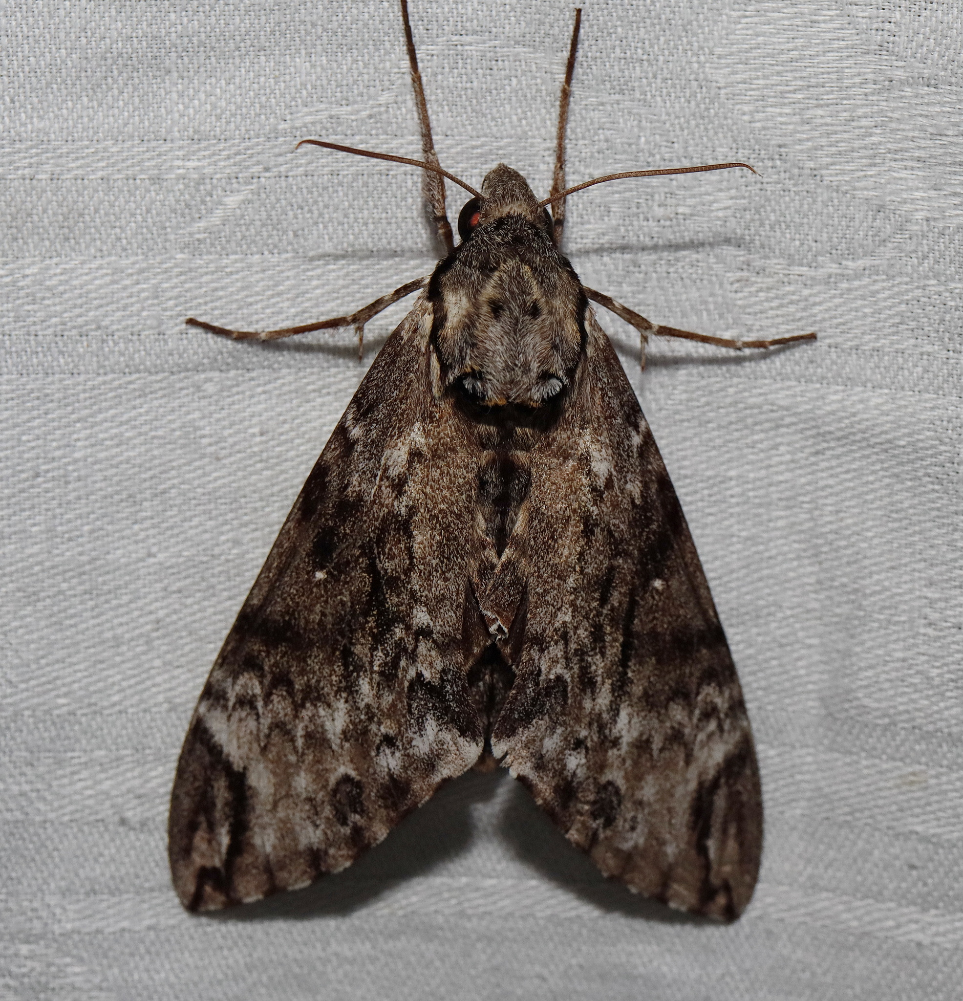 Psilogramma menephron Cramer, 1780