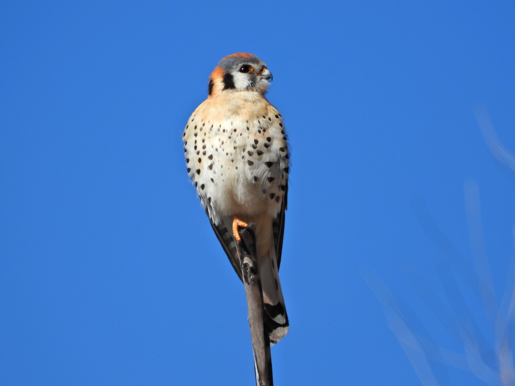 American Kestrel from Zacatecas, Zac., México on February 18, 2023 at ...