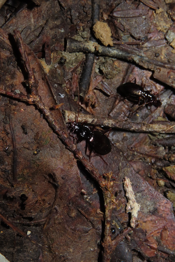 Platynini from 雪霸國家公園, 泰安鄉, TW on February 17, 2023 at 07:51 PM by ...