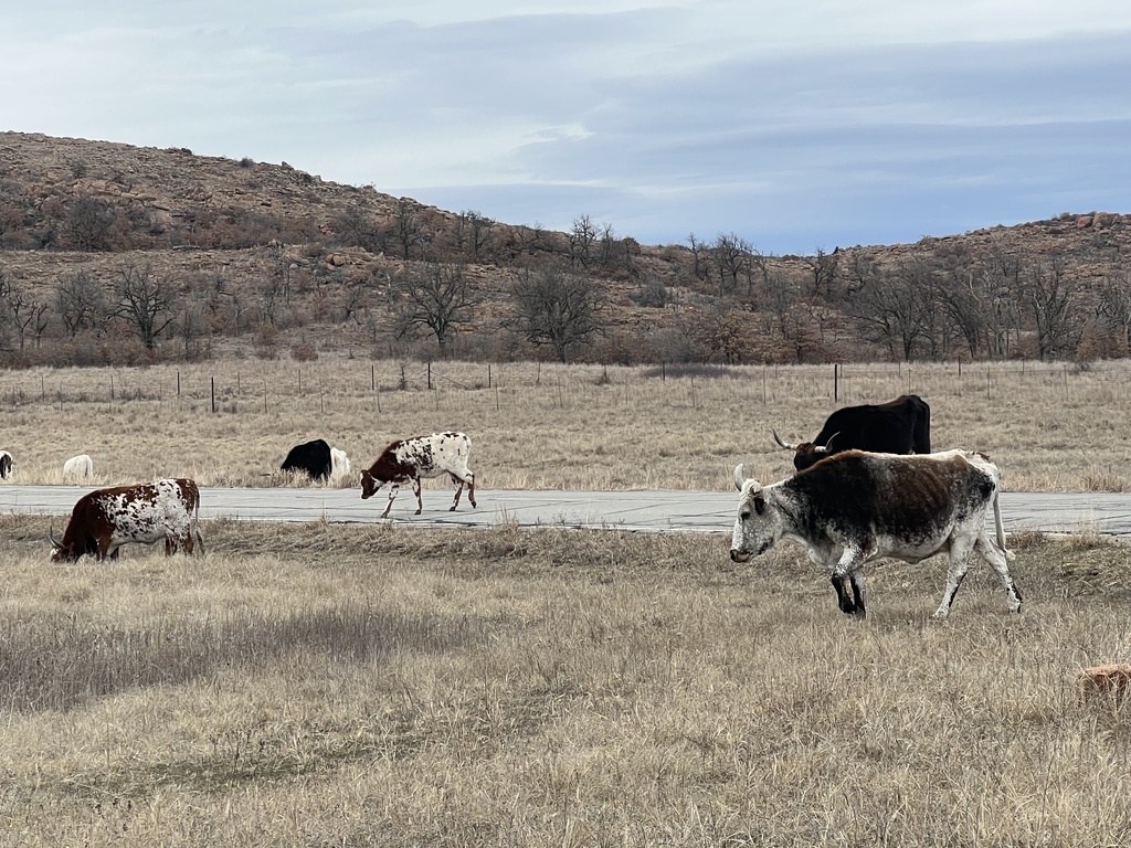 Domestic Cattle from Wichita Mountains National Wildlife Refuge, Lawton ...