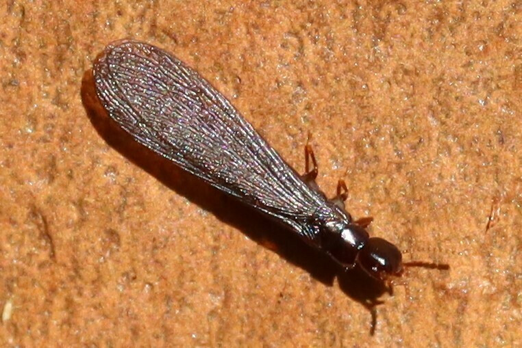 Drywood Termites from Blue Mountains Nat'l Park NSW 2787, Australia on ...