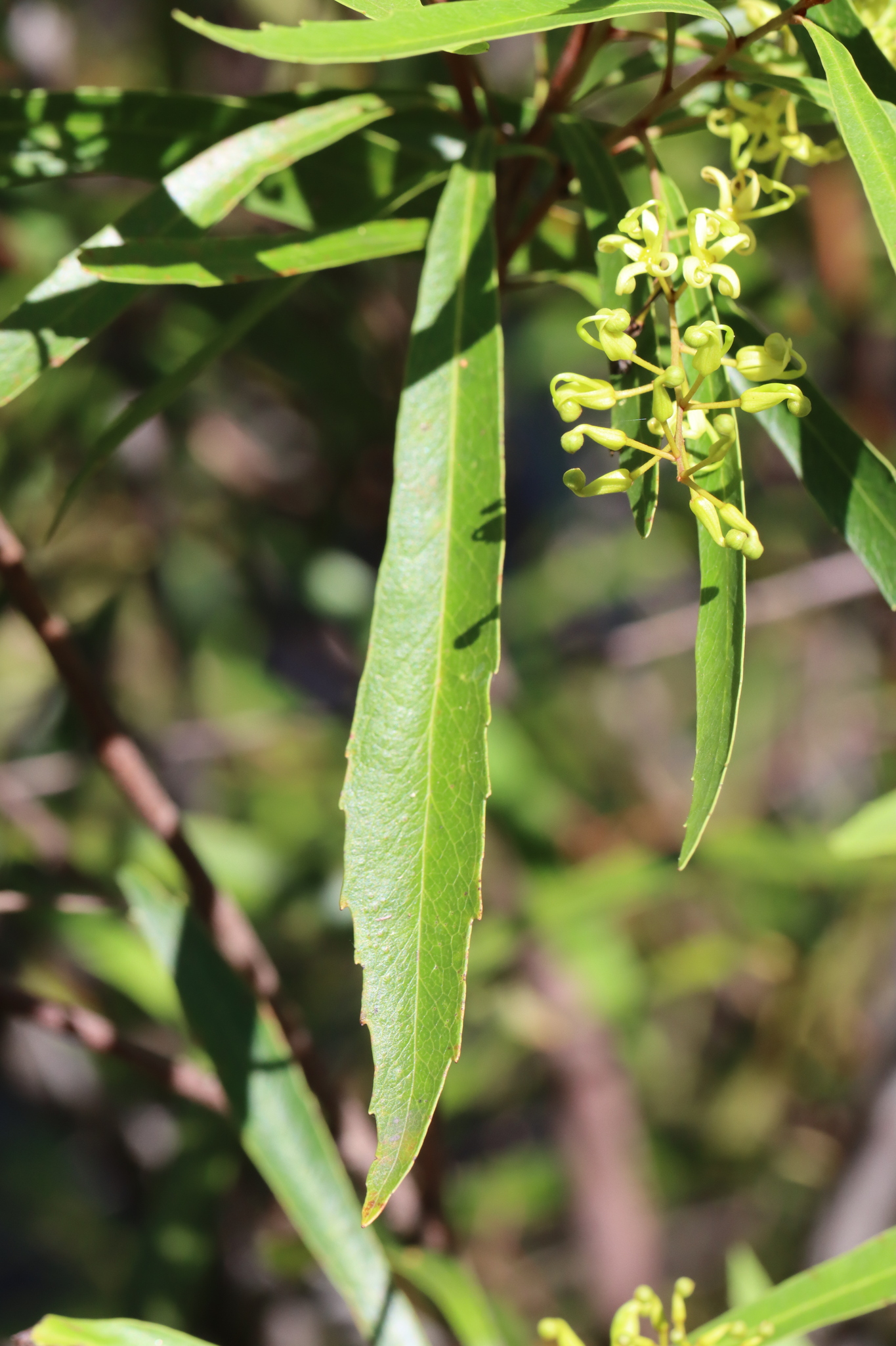 Lomatia myricoides (C.F.Gaertn.) Domin