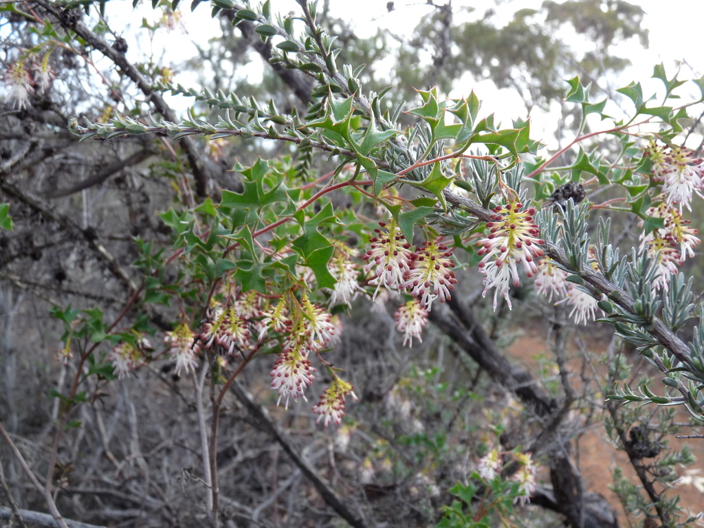 Grevillea tenuiflora from Dryandra WA 6311, Australia on September 28 ...