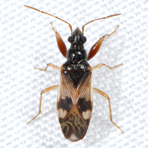 Chinches de las semillas (Pseudopamera)