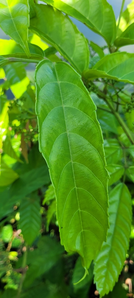 Leea angulata from Marsiling Park on February 19, 2023 at 09:41 AM by ...