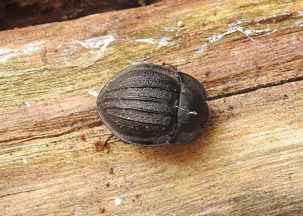 Celibe from Donald McDonald Reserve, Beaumaris, VIC, Australia on ...