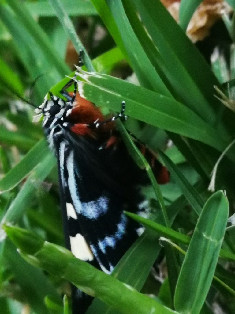 Australian Grapevine Moth from Beatrice St at Ernest St, Balgowlah ...