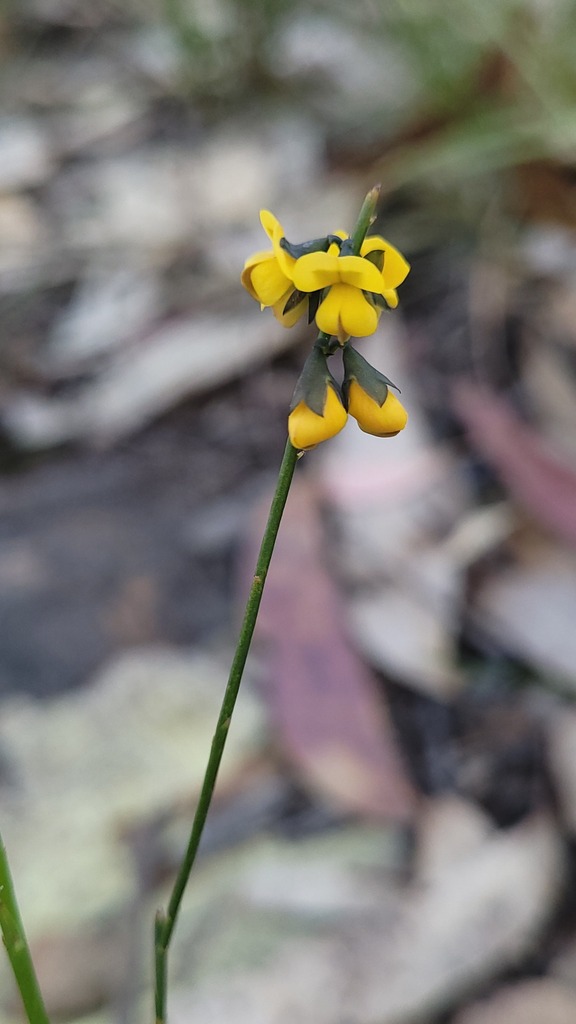 globe-pea from Wyong - North-East, New South Wales, Australia on ...