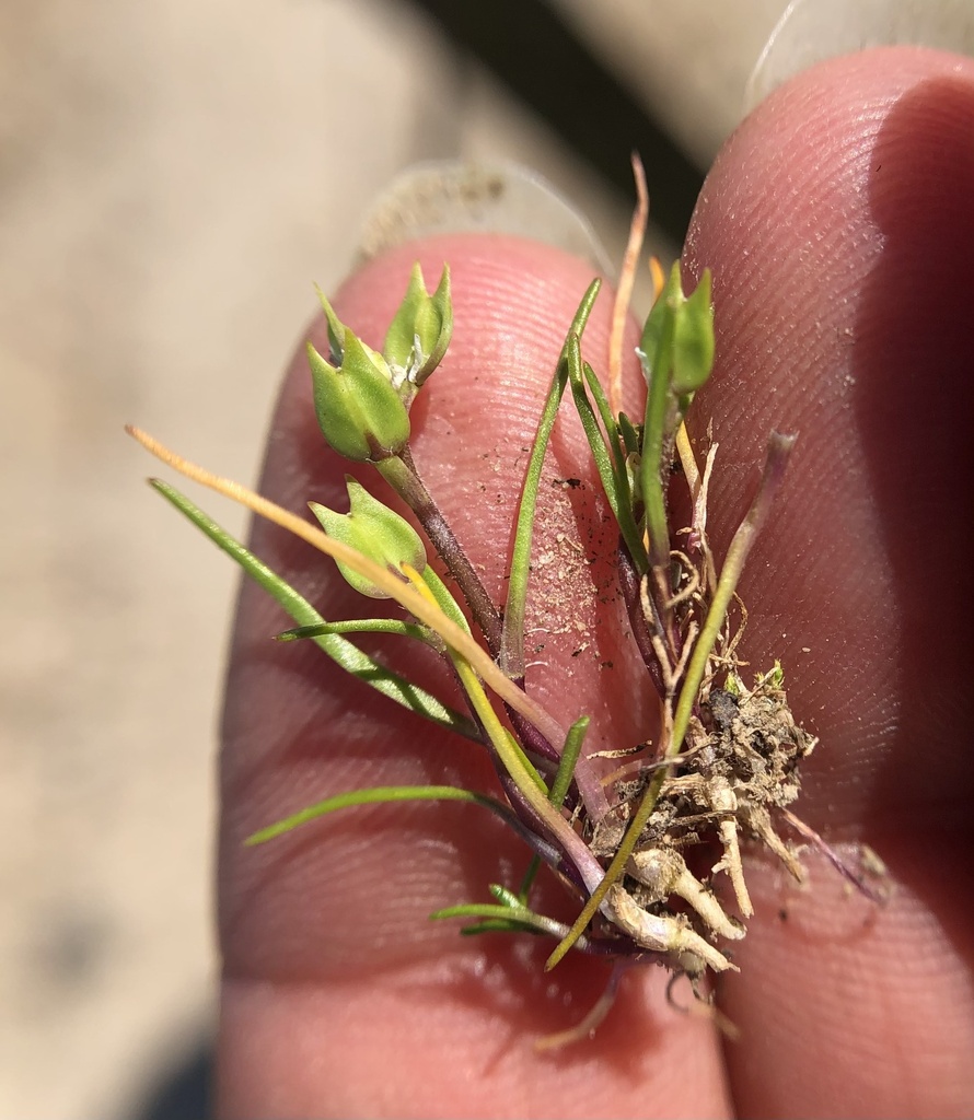 net pepper grass from Armstrong Rd, Byron, CA, US on February 18, 2023 ...
