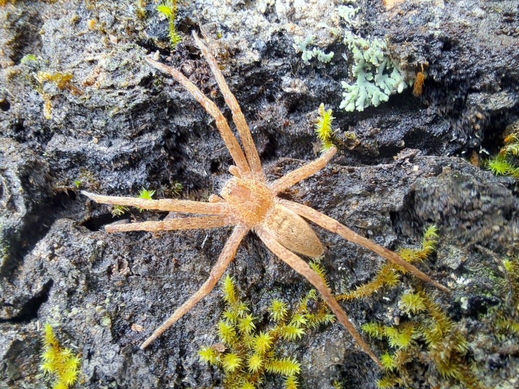 American Nursery Web Spider in February 2023 by ronchesterdelpui ...