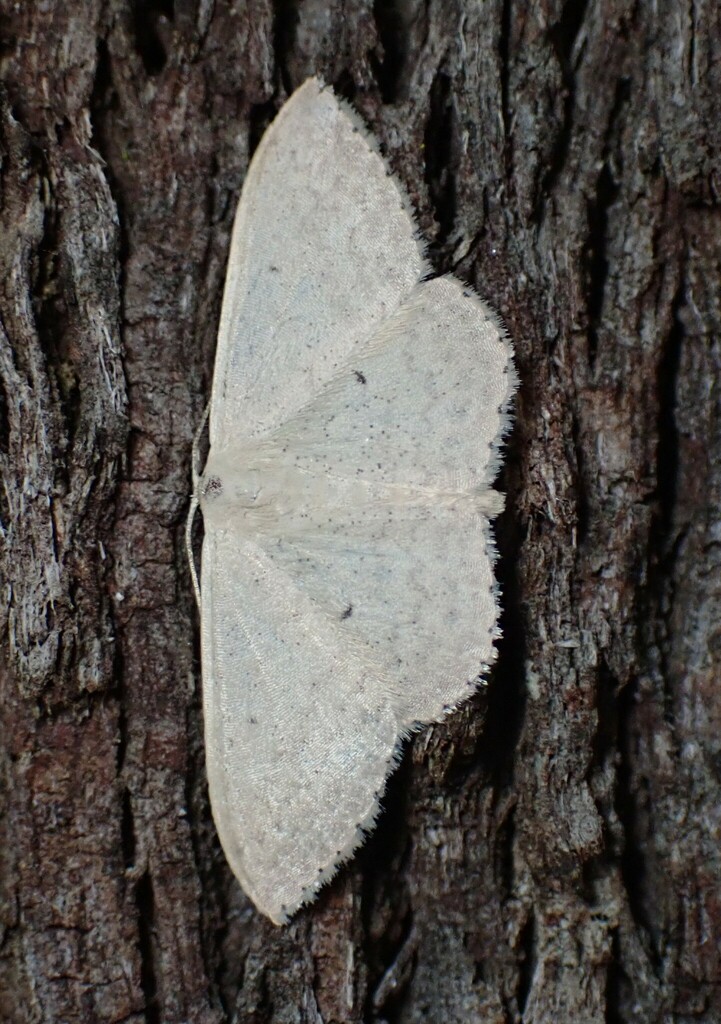 Varied Wave Moth from 36 Woodlands Rd, Tuerong VIC 3915, Australia on ...