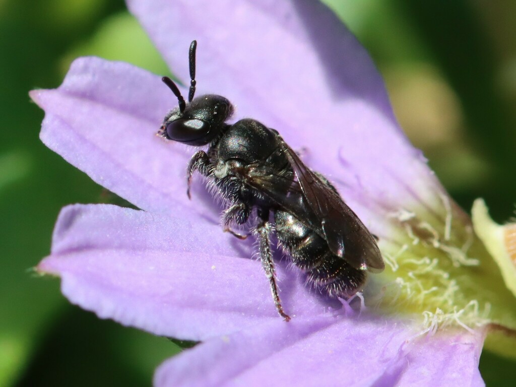 Masked Bees from Warrimoo NSW 2774, Australia on January 24, 2023 at 04 ...