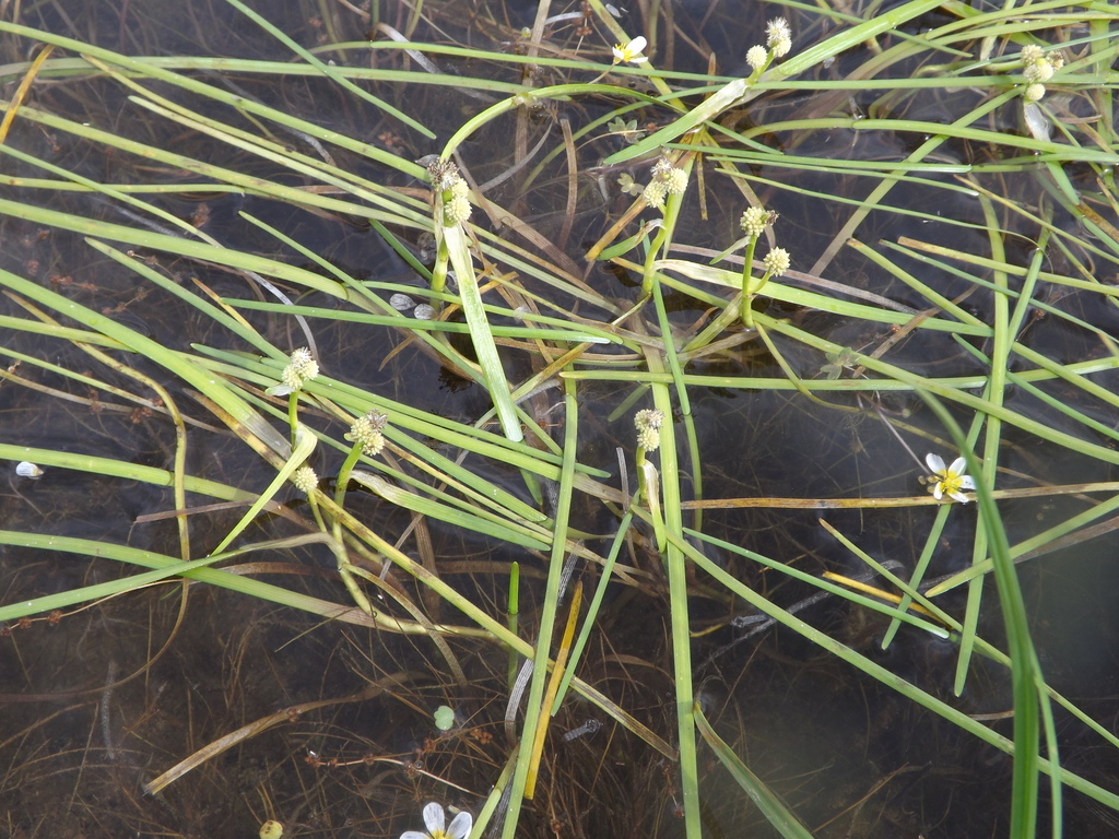 Small Bur-reed from Кош-Агачский р-н, Респ. Алтай, Россия on July 19 ...