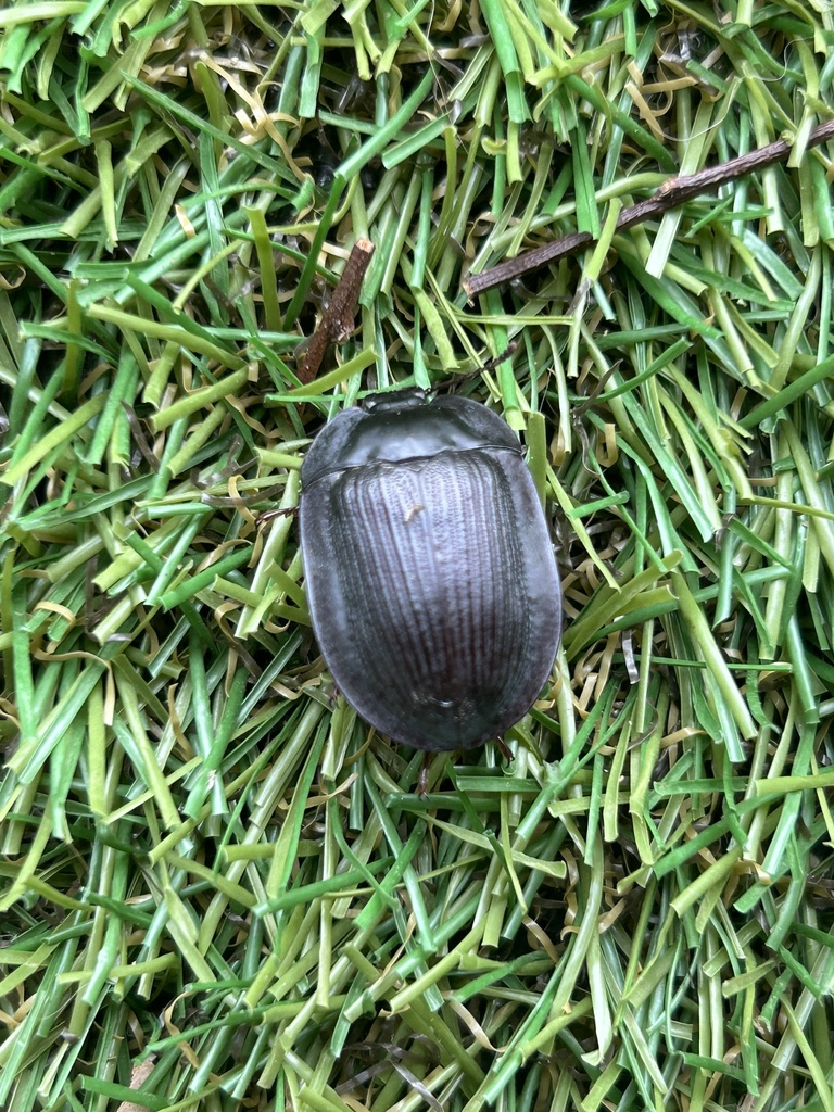 blue pie-dish beetles from Moonie Highway, Dalby, QLD, AU on February ...
