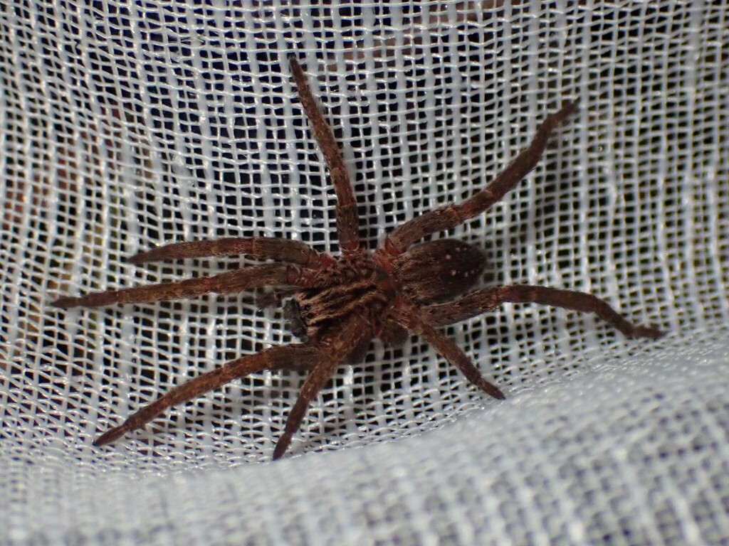 Little Tarantula from 36 Woodlands Rd, Tuerong VIC 3915, Australia on ...