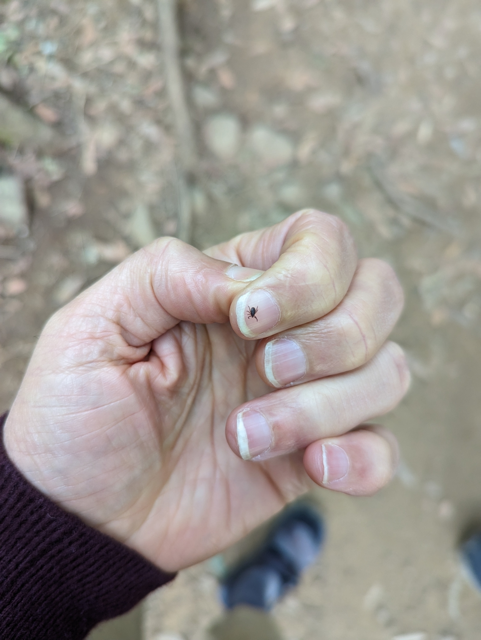 Ixodes pacificus Cooley & Kohls, 1943