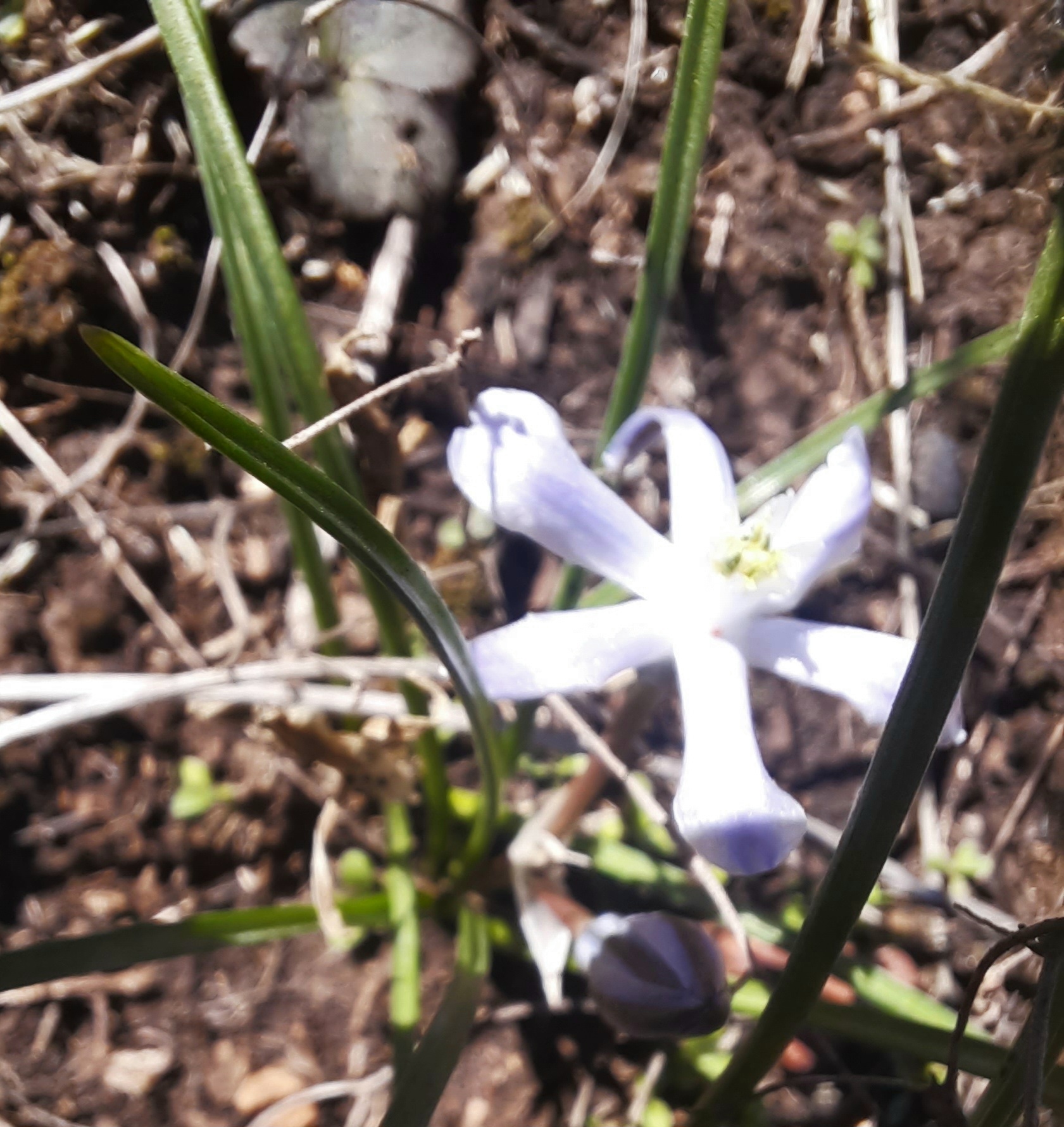 Androstephium coeruleum (Scheele) Greene