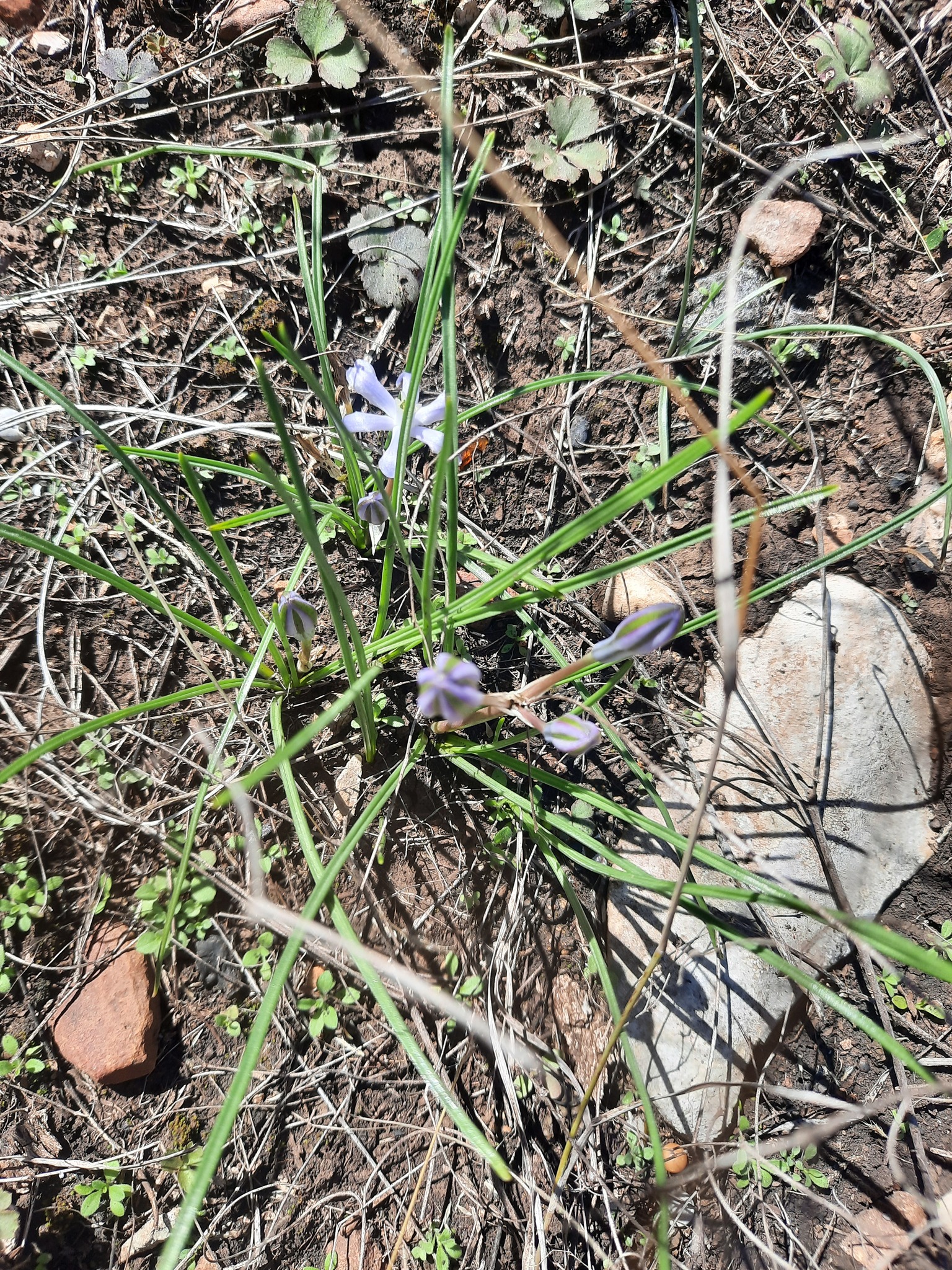 Androstephium coeruleum (Scheele) Greene