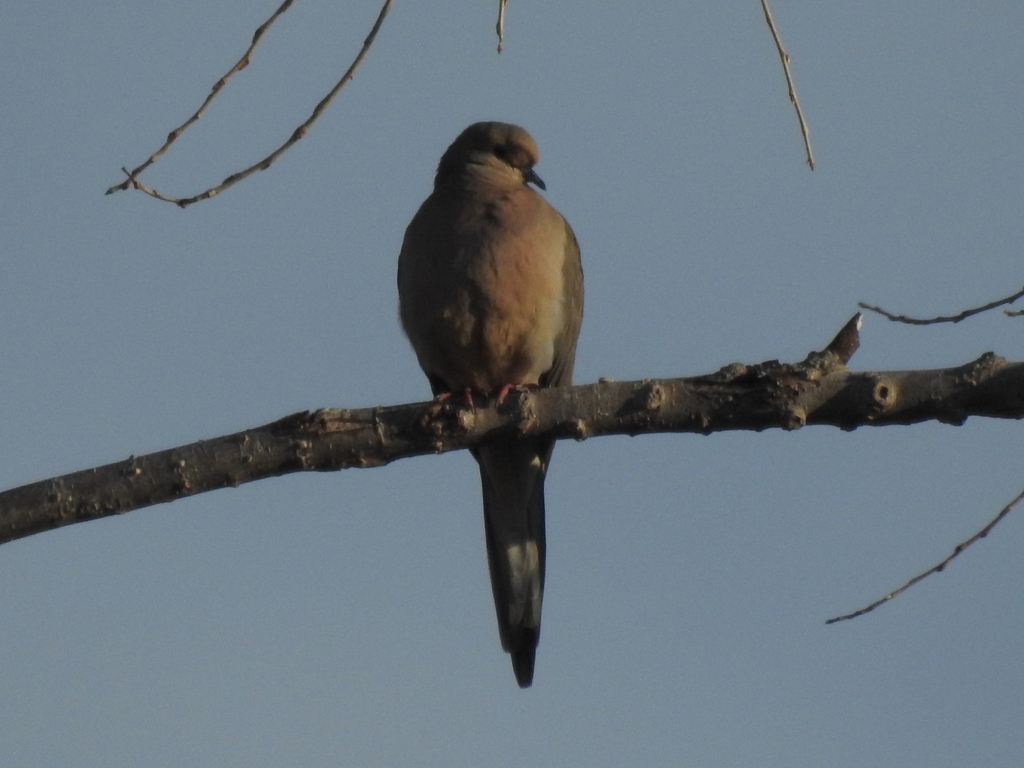 Mourning Dove from Butte County, CA, USA on February 18, 2023 at 07:53 ...