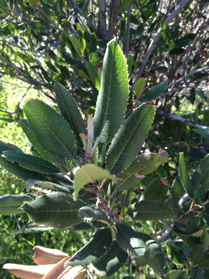 Toyon from Eaton Canyon Park, Pasadena, California, US on February 20 ...