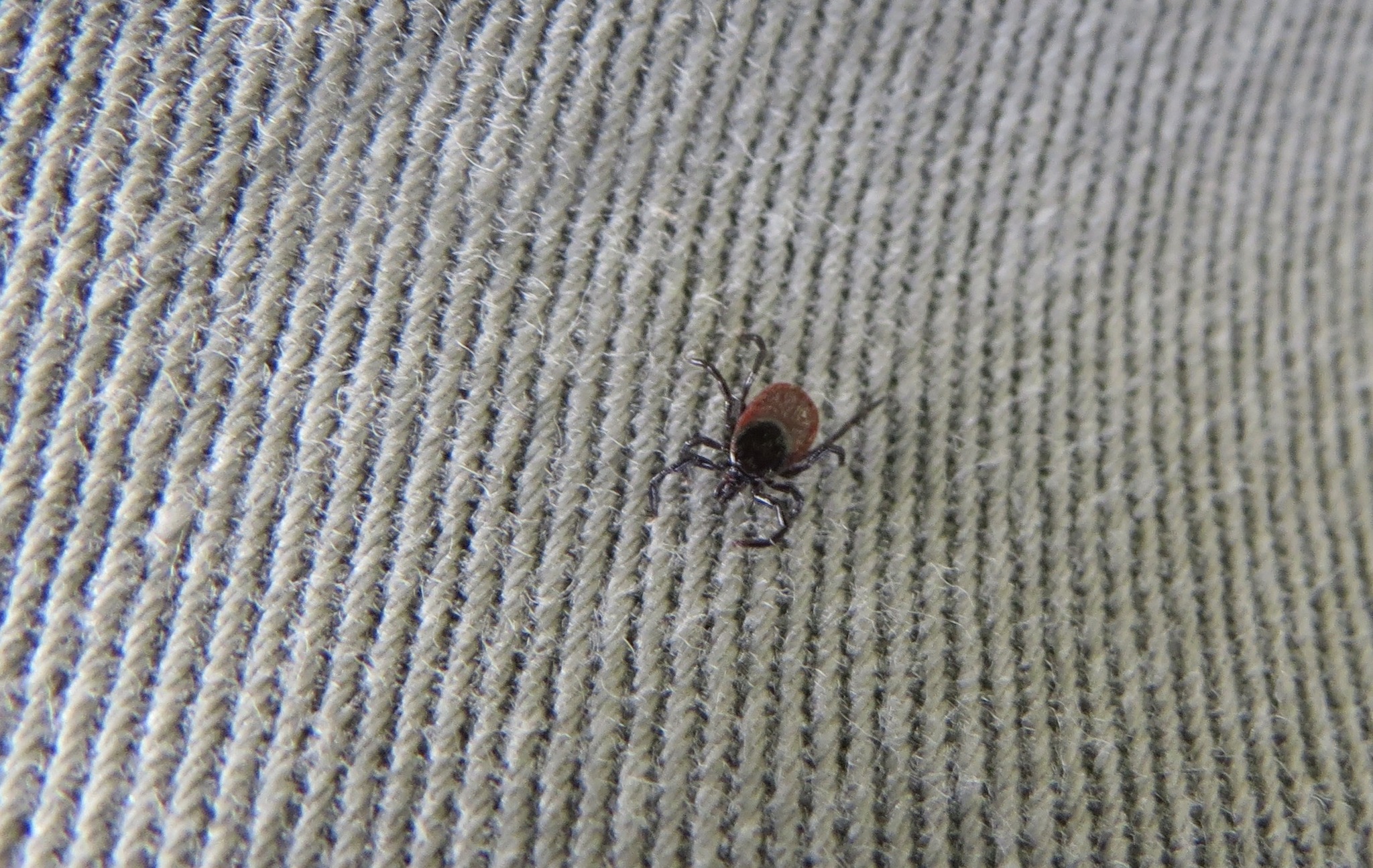 Ixodes pacificus Cooley & Kohls, 1943