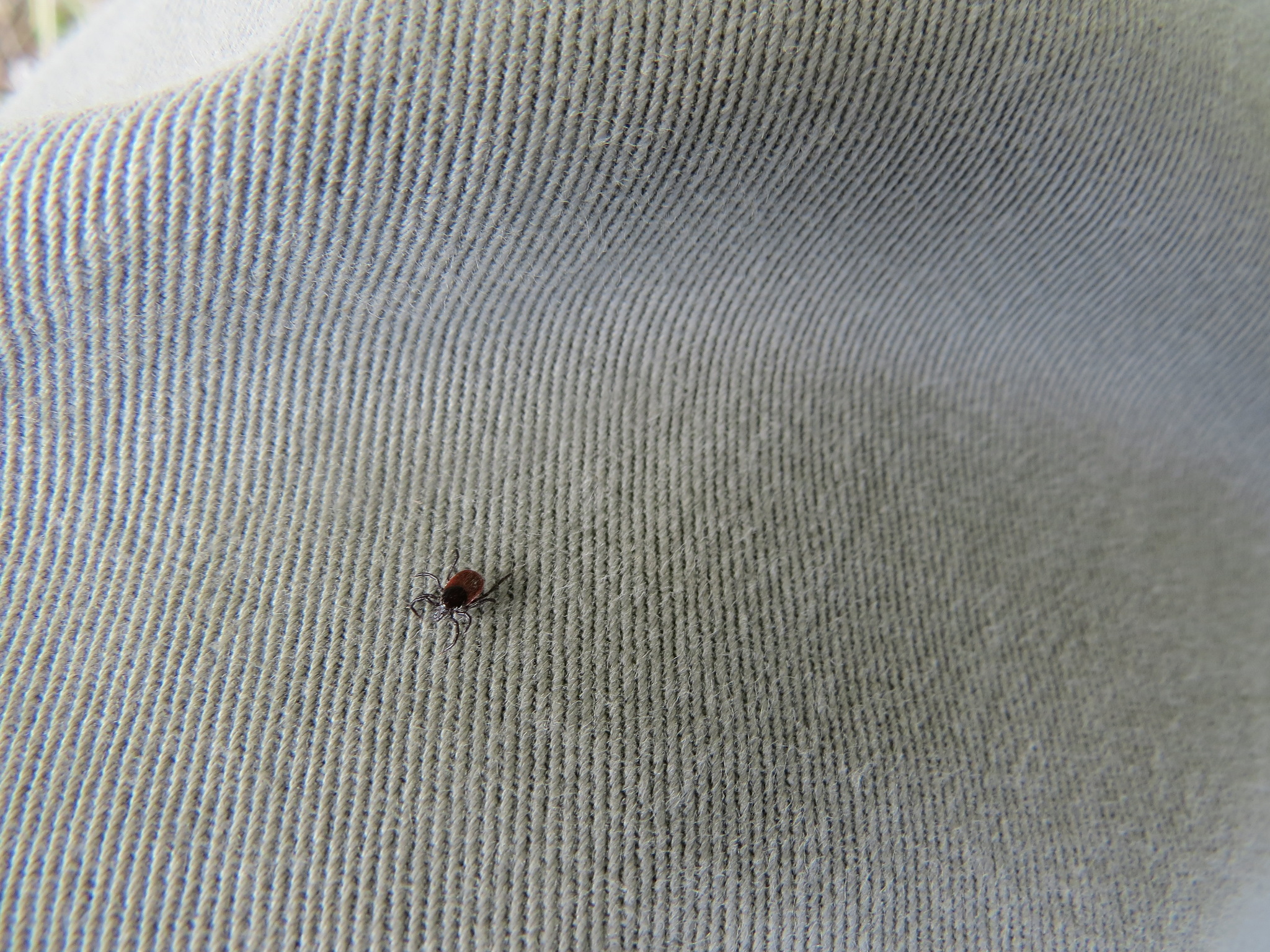 Ixodes pacificus Cooley & Kohls, 1943