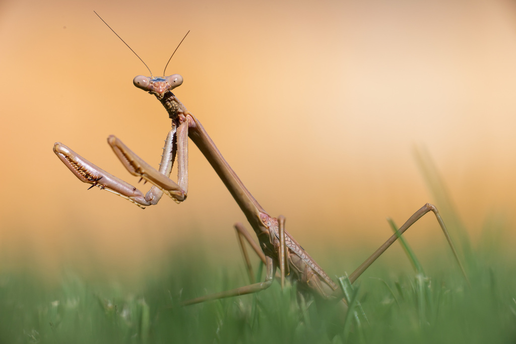 Australian Grass Mantises from Jimboomba QLD 4280, Australia on ...