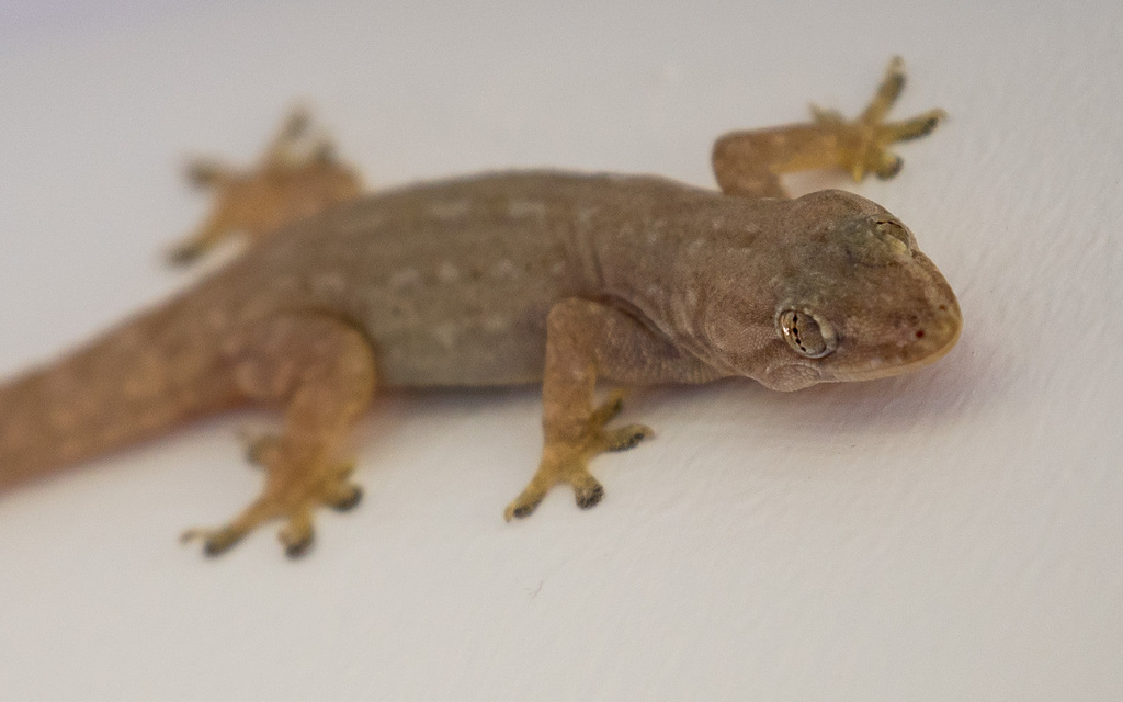 Typical Geckos from Jimboomba QLD 4280, Australia on February 19, 2023 ...