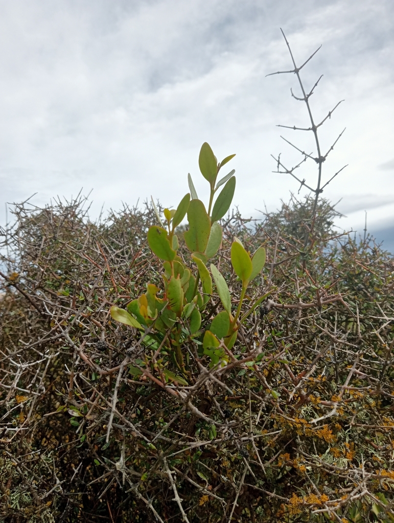 Green mistletoe from Aramoana, New Zealand on February 19, 2023 at 03: ...