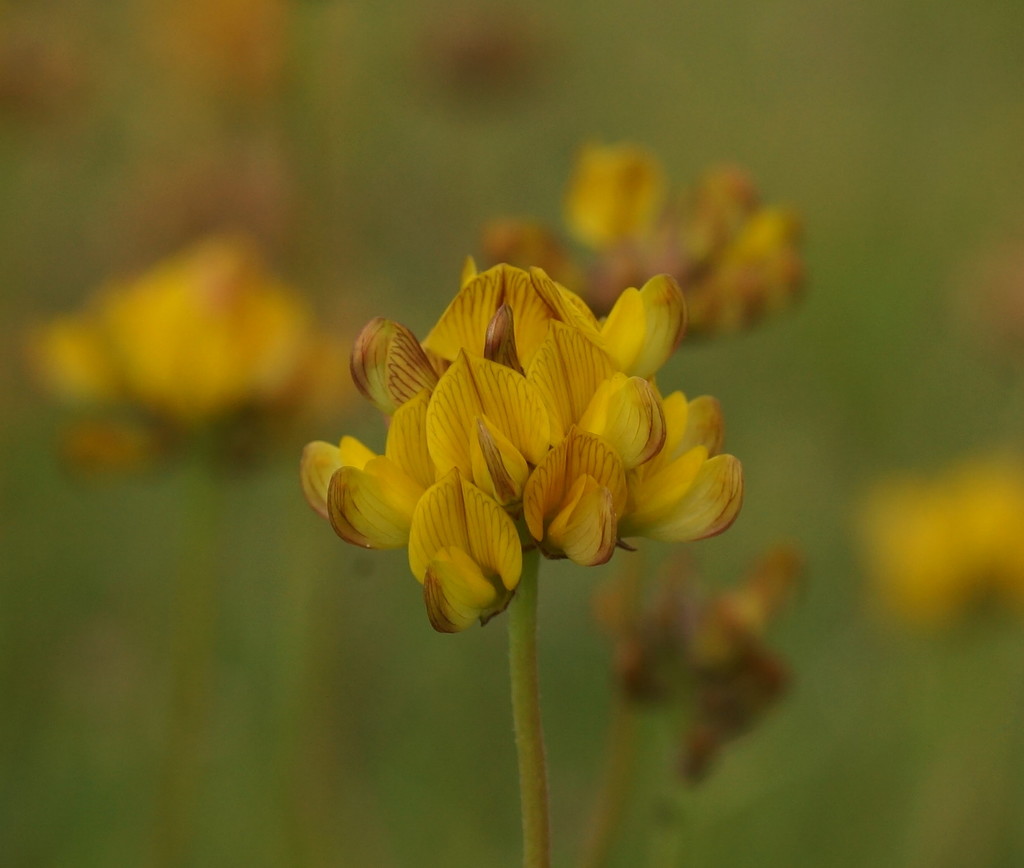 Listia bainesii from Gold Coast QLD, Australia on September 26, 2018 at ...