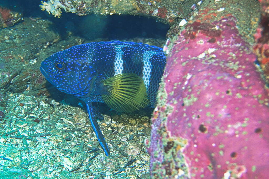 Eastern Blue Devil from Voo doo deep wall boat dive on February 17 ...