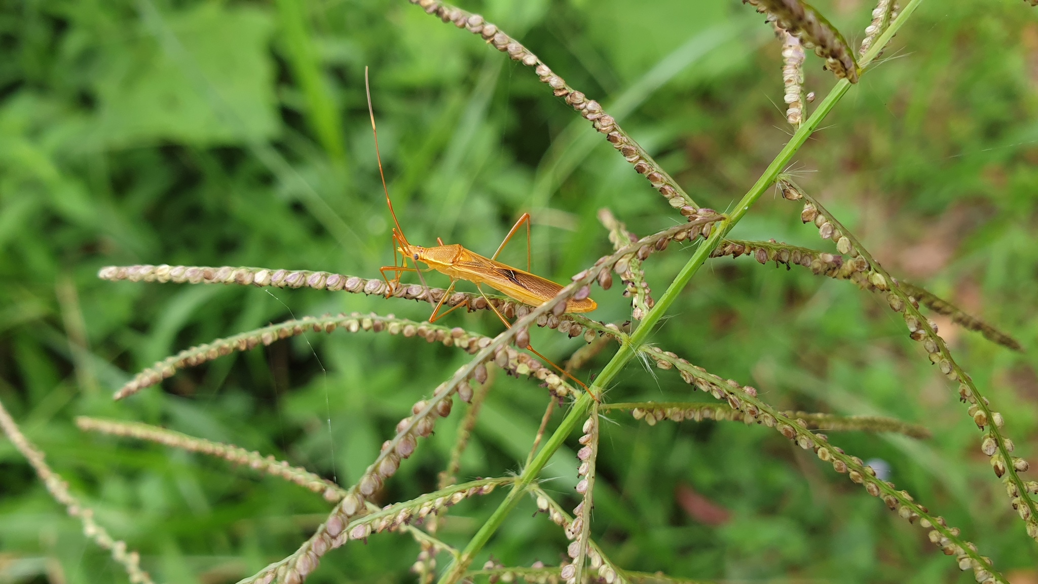 Leptocorisa acuta (Thunberg, 1783)