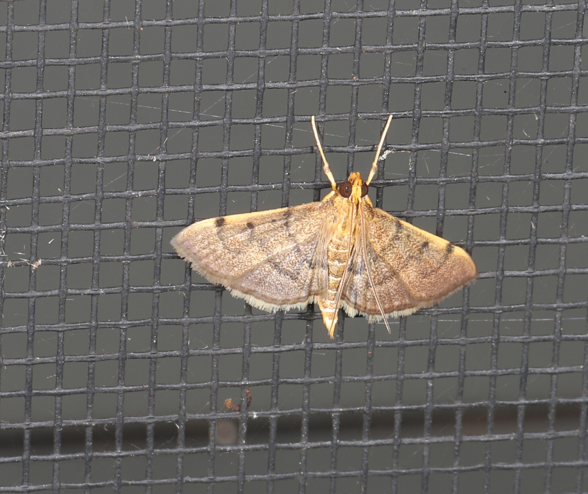 Omiodes indicata Fabricius, 1775