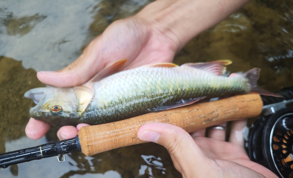 Opsariichthys bidens from 北京市怀柔区凯甲庄村 on August 14, 2022 at 02:40 PM by ...