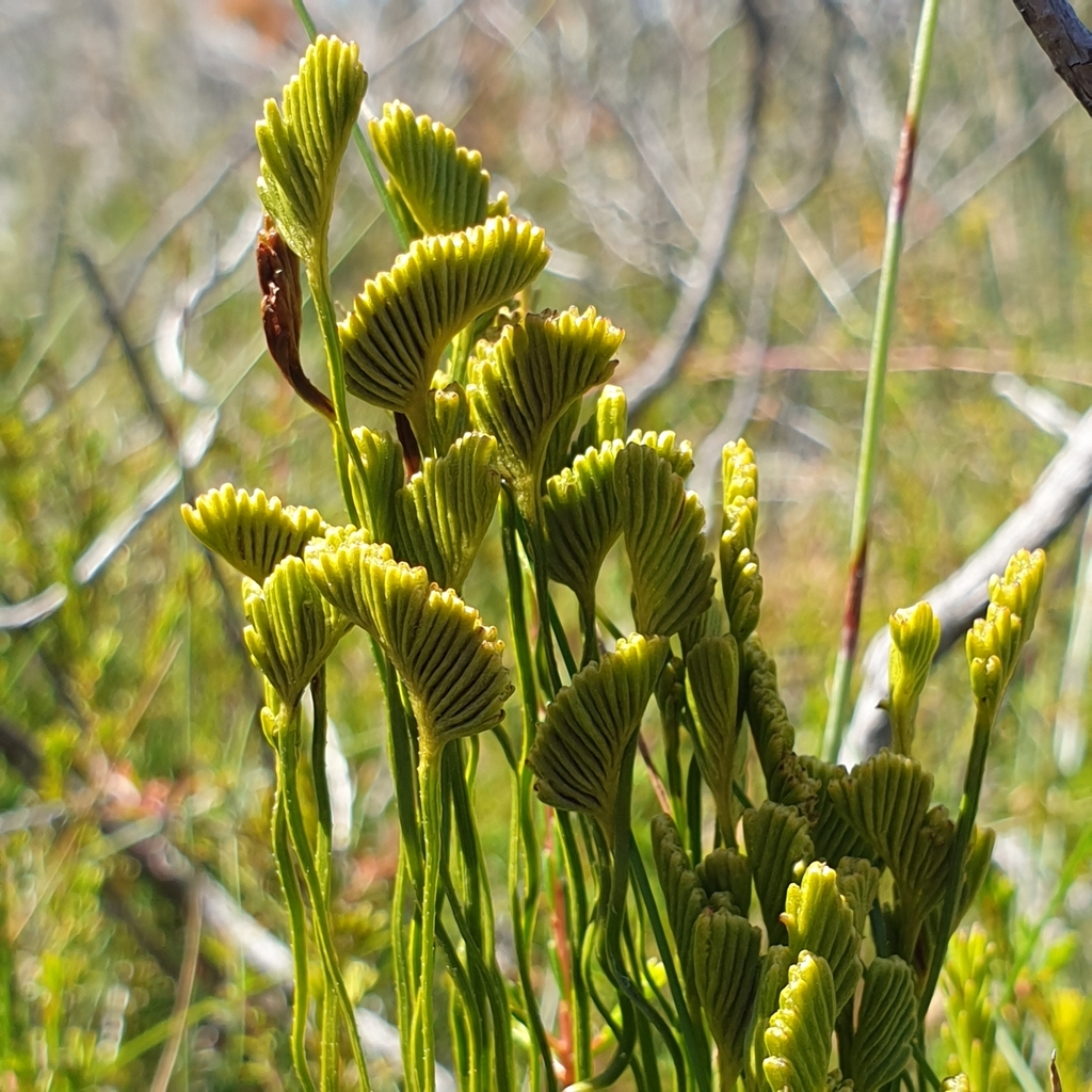 Forked Comb Fern from Anglesea VIC 3230, Australia on February 19, 2023 ...