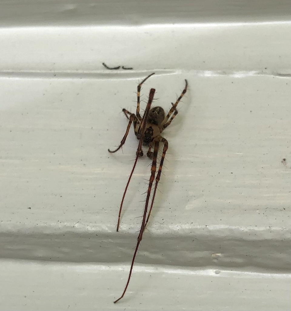 Tawhai arborea from Egmont National Park, Egmont National Park ...