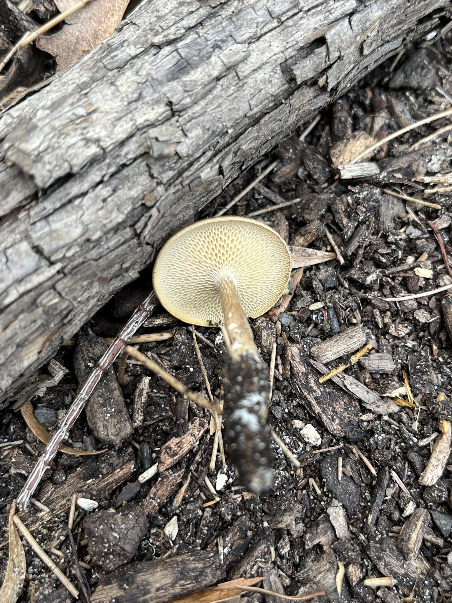 Lentinus arcularius (Batsch) Zmitr.